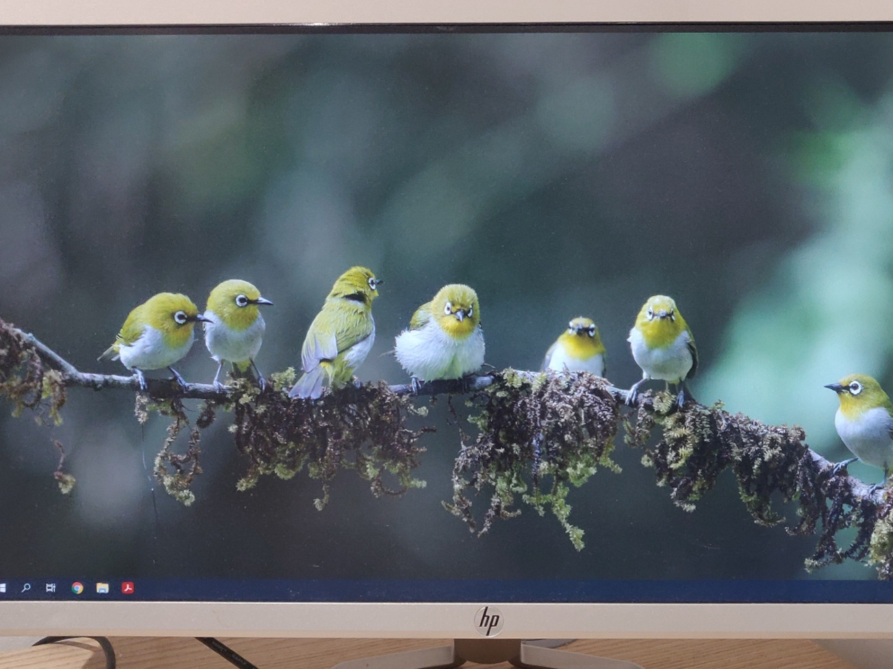 Rent Hp 24fw with Audio Monitor from Kushal S, Cove and Southwood ...